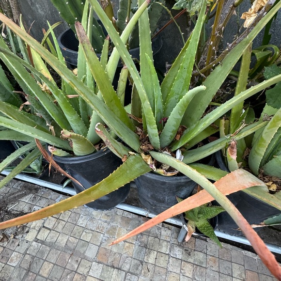 Accents | Vibrant Orange Aloe Vera Plant | Poshmark